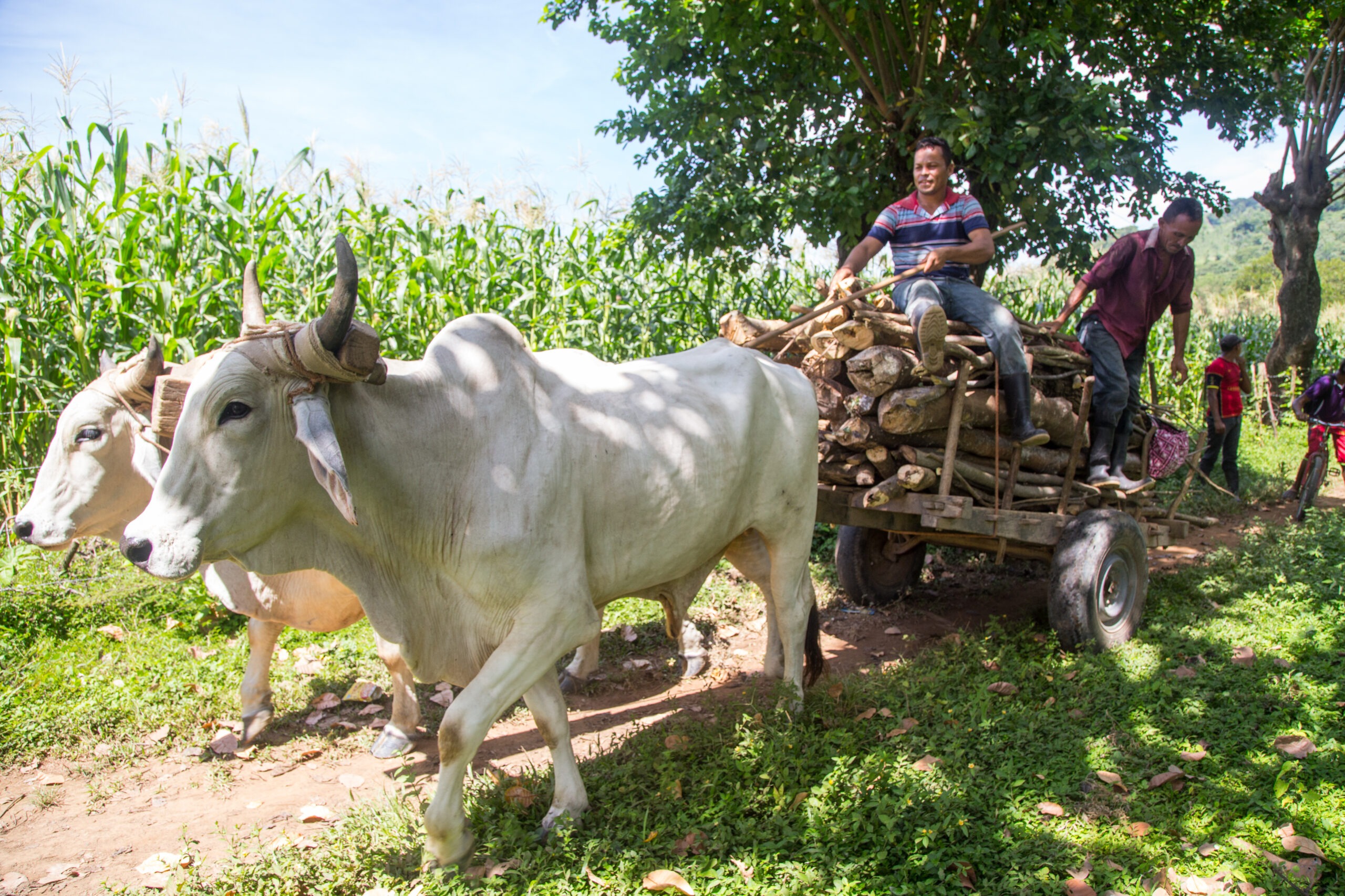 Honduras – Dry Corridor Alliance | Creative Associates International