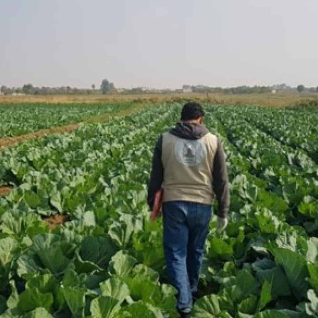 Vaccines for livestock go a long way in ensuring food security in ...